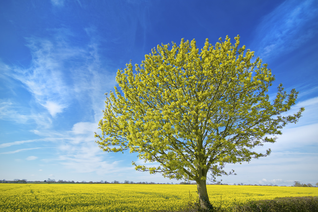 Planting Seeds With Trees – mathy moments